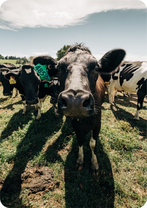 Agri-science - Choose an agri-science career - GoDairy
